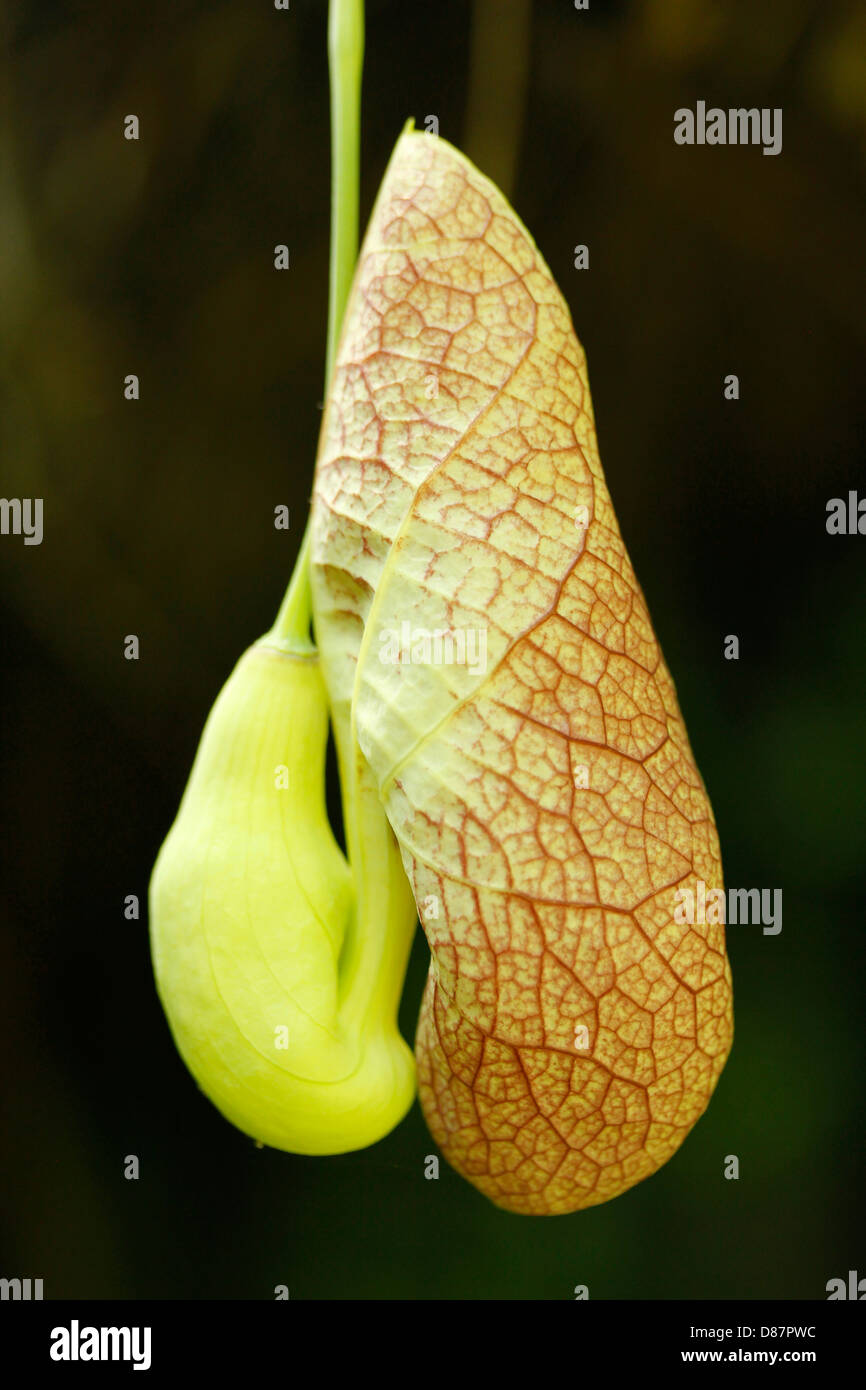 Calico flowers hi-res stock photography and images - Alamy