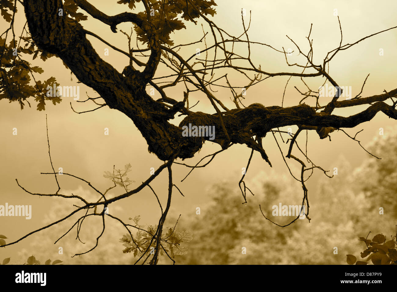 Oaken tree hi-res stock photography and images - Alamy