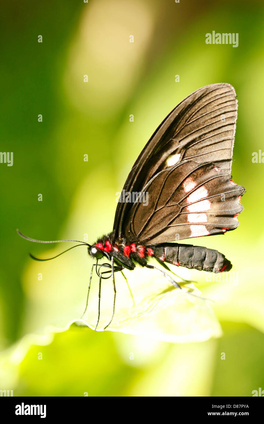 Heliconian Heliconius sp Stock Photo - Alamy