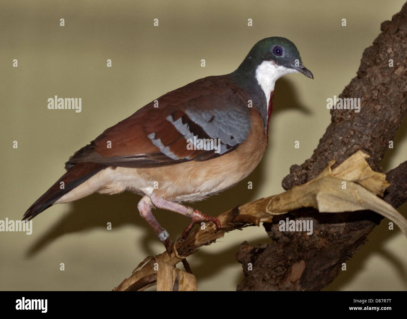 Mindanao Bleeding Heart Dove (gallicolumba crinigera Stock Photo - Alamy