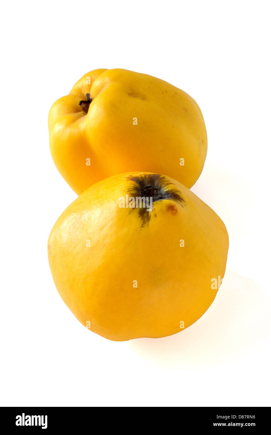 Two golden quinces isolated on white background Stock Photo - Alamy