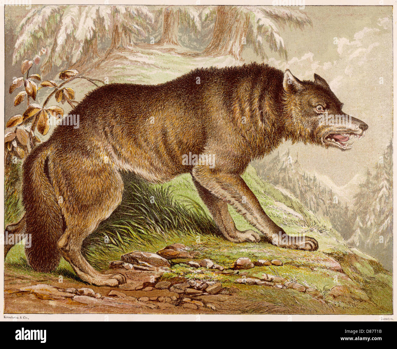 Dusky or clouded wolf hi-res stock photography and images - Alamy
