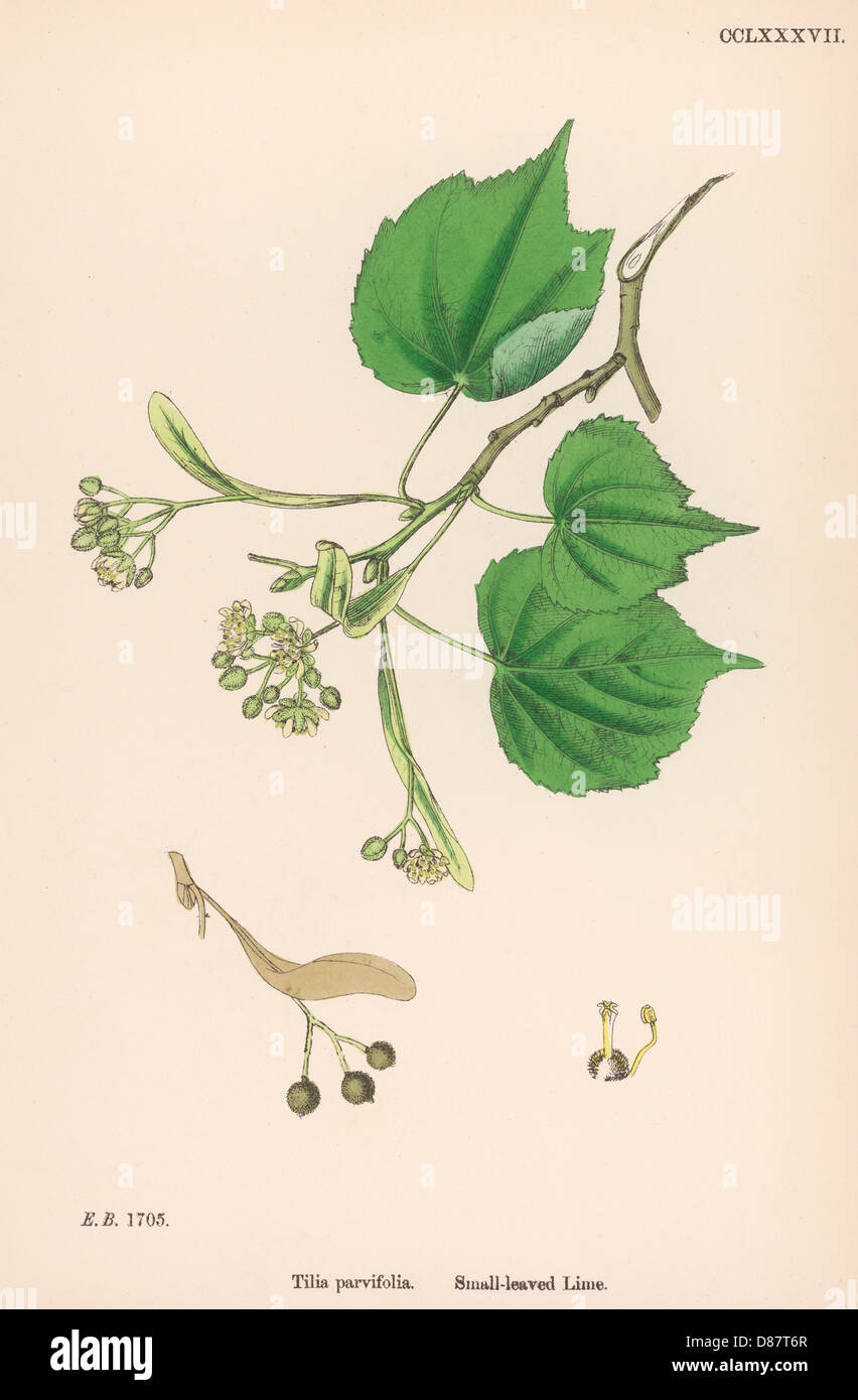 Plants tilia hi-res stock photography and images - Alamy