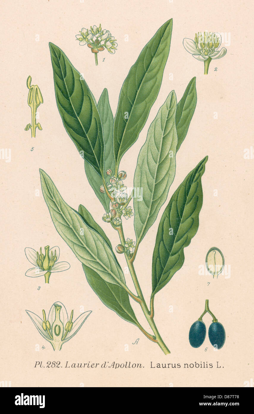 Laurel plants hi-res stock photography and images - Alamy