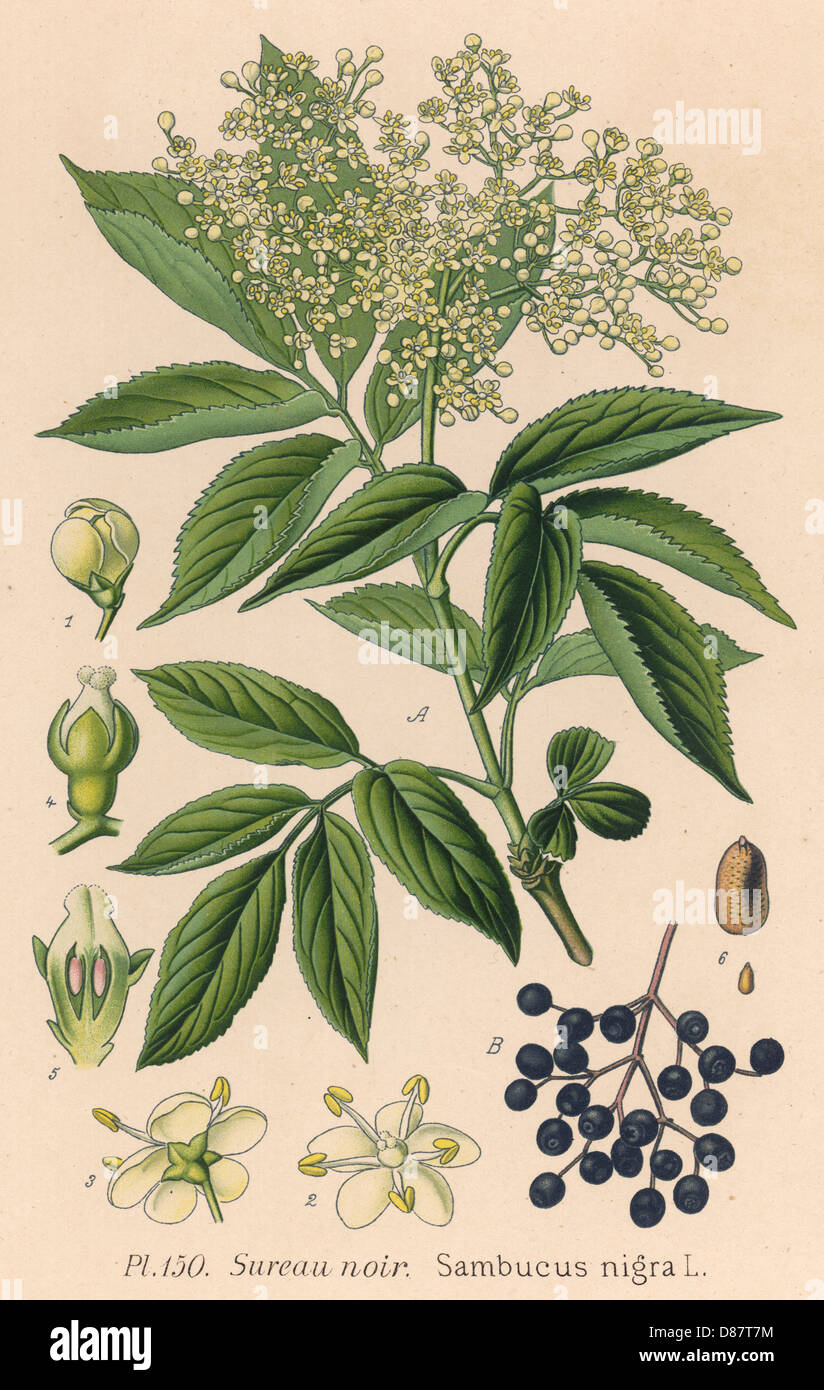 Plants sambucus hi-res stock photography and images - Alamy