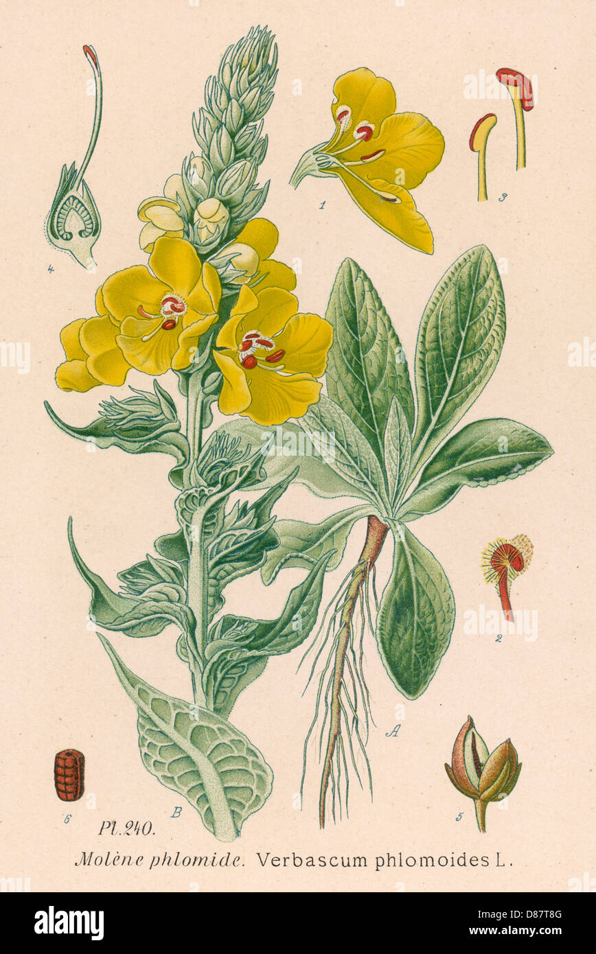 Verbascum Phlomoides - Orange mullein Stock Photo - Alamy