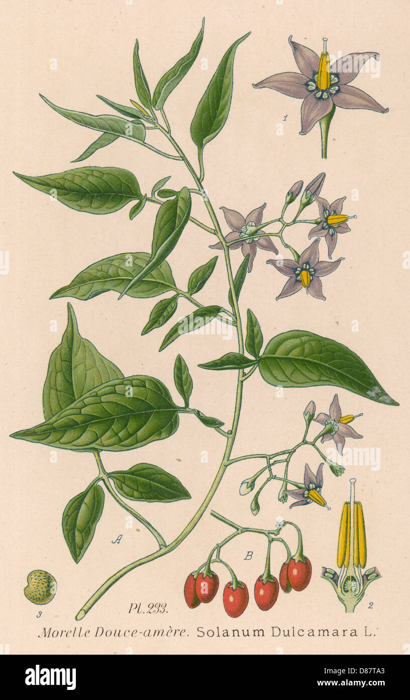 Plants Solanum Dulcamara Stock Photo - Alamy