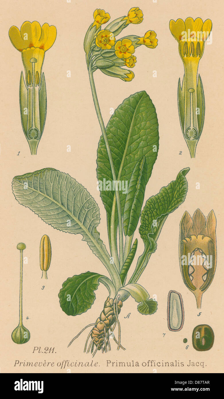 Primula officinalis cowslip hi-res stock photography and images - Alamy