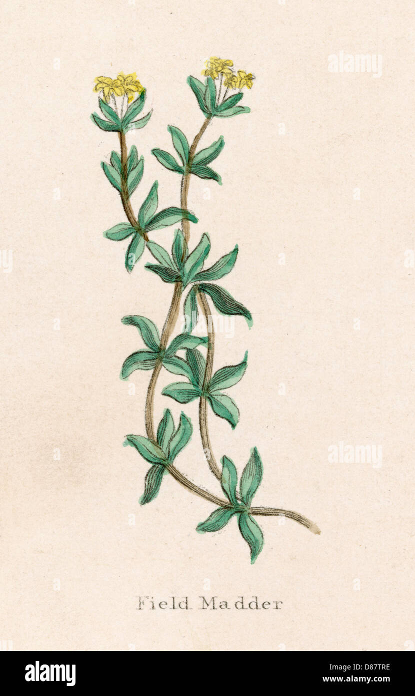 Madder Plants High Resolution Stock Photography and Images - Alamy
