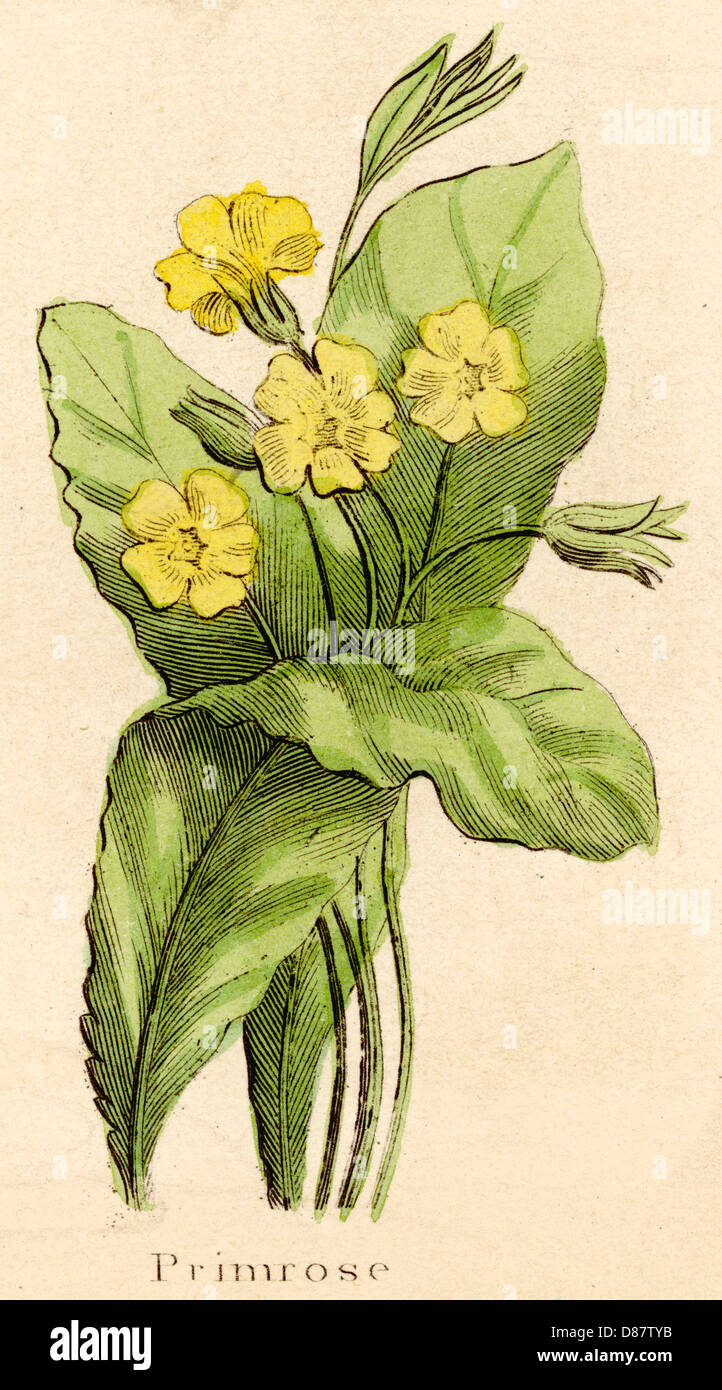 Primrose plants primula vulgaris hi-res stock photography and images ...