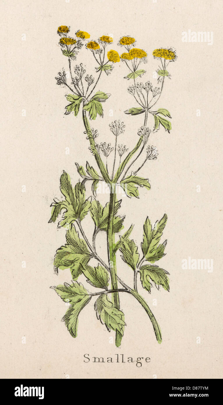 Plants apium hi-res stock photography and images - Alamy