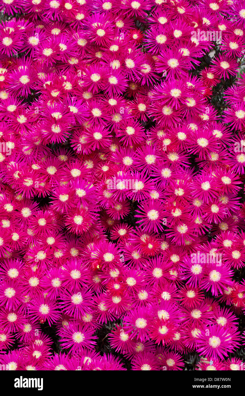 Pink trailing iceplant hi-res stock photography and images - Alamy