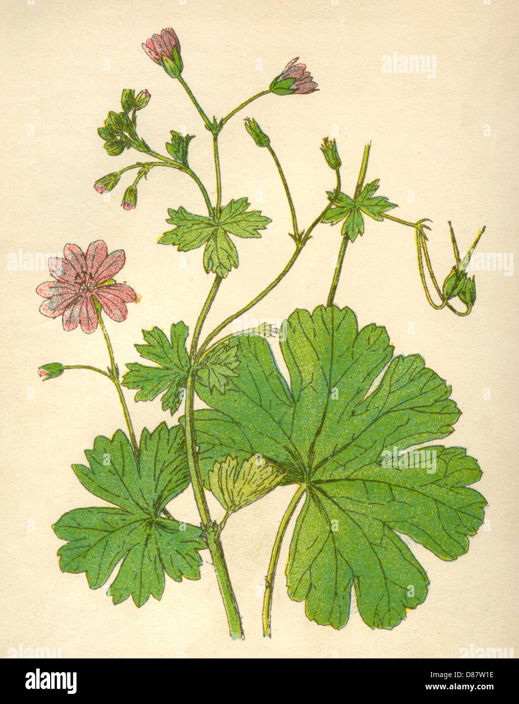 Doves plants hi-res stock photography and images - Alamy