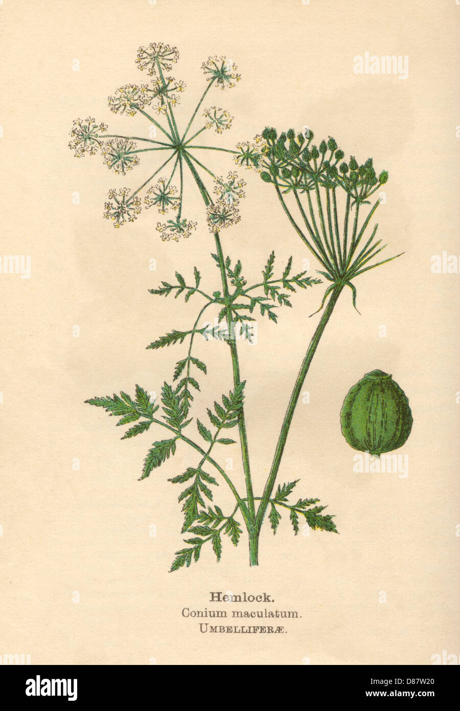 Conium maculatum poison hemlock hi-res stock photography and images - Alamy