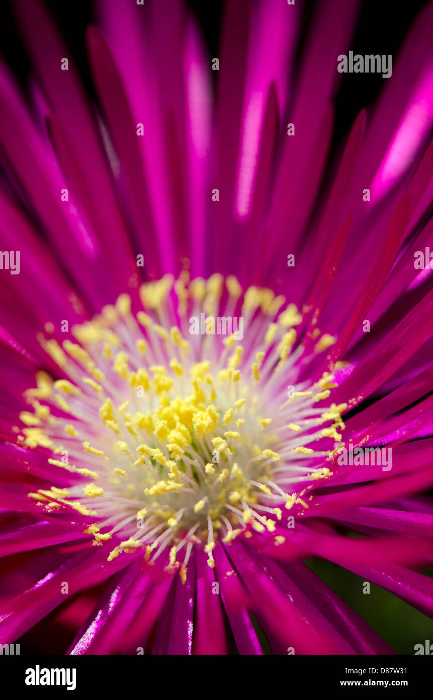 Ice plant flower hi-res stock photography and images - Alamy