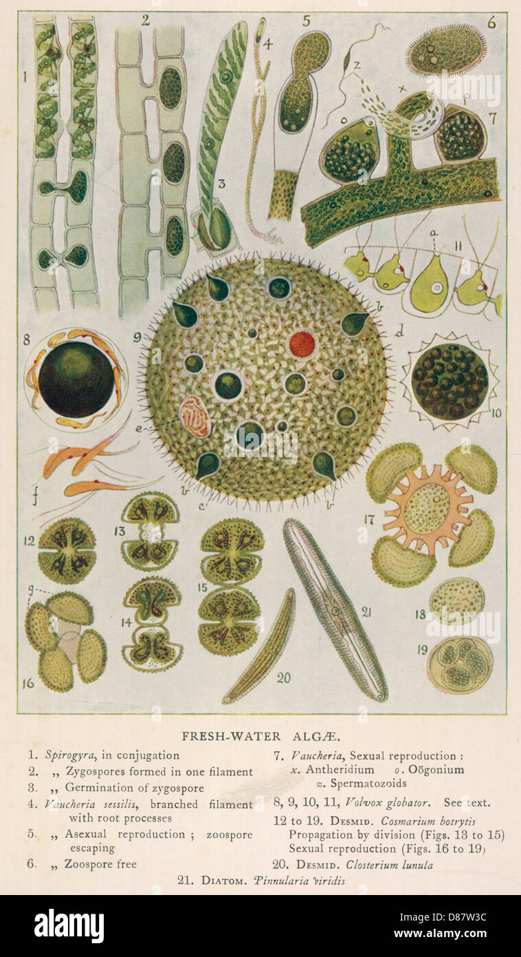 Algae plants hi-res stock photography and images - Alamy