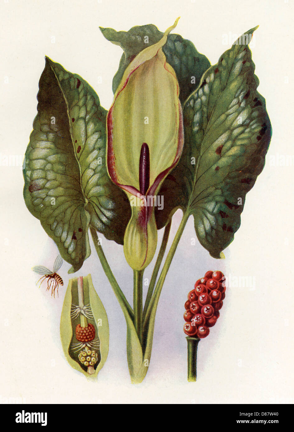 Plants Arum Maculatum Stock Photo - Alamy