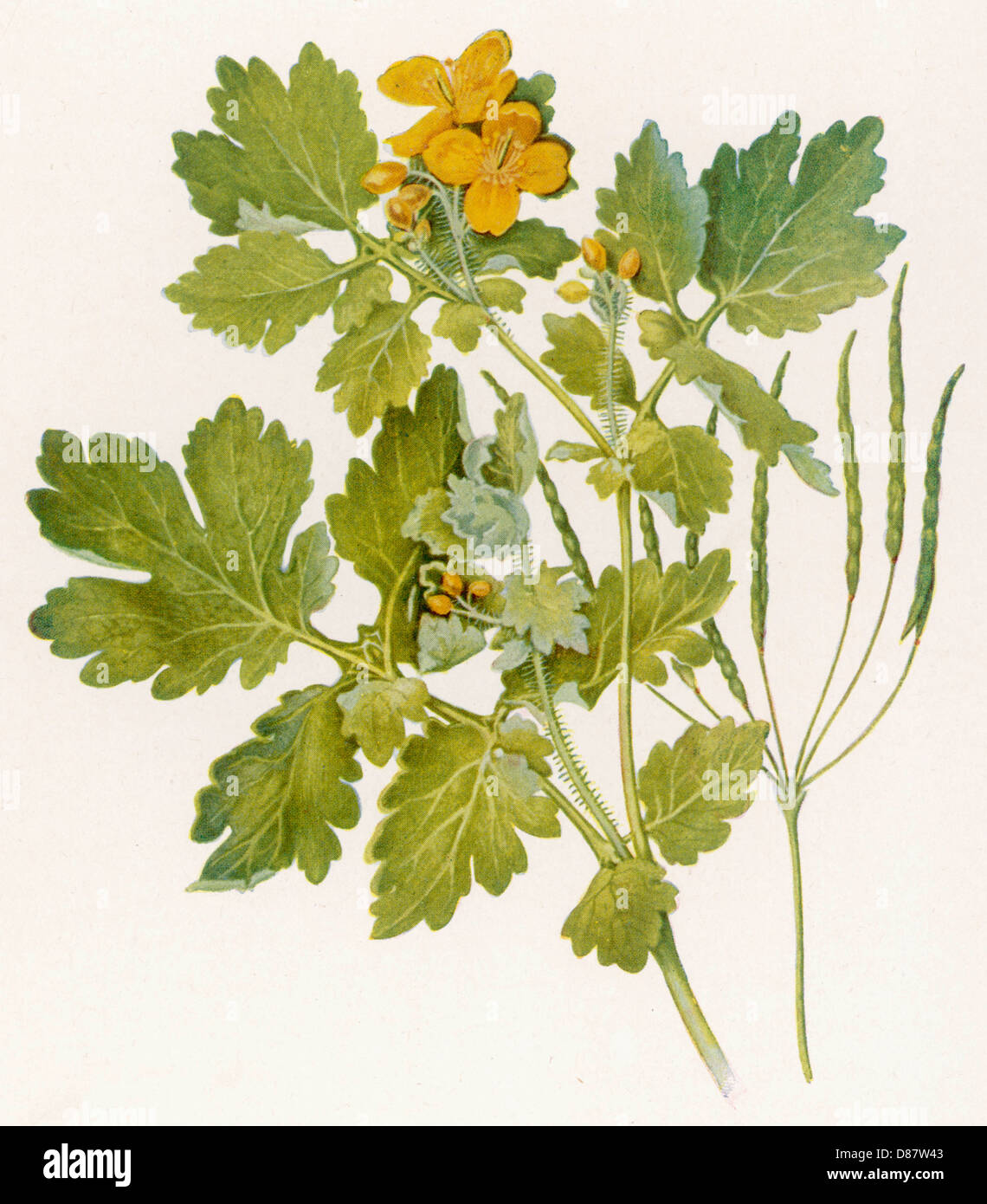 Plants chelidonium hi-res stock photography and images - Alamy