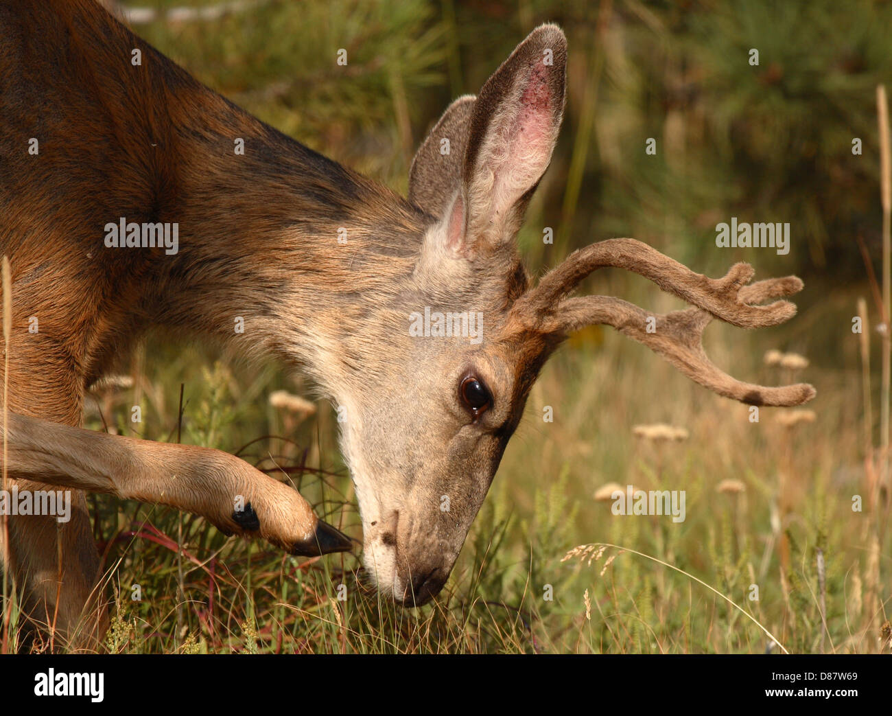 A young Mule Deer buck scratching an itch Stock Photo - Alamy