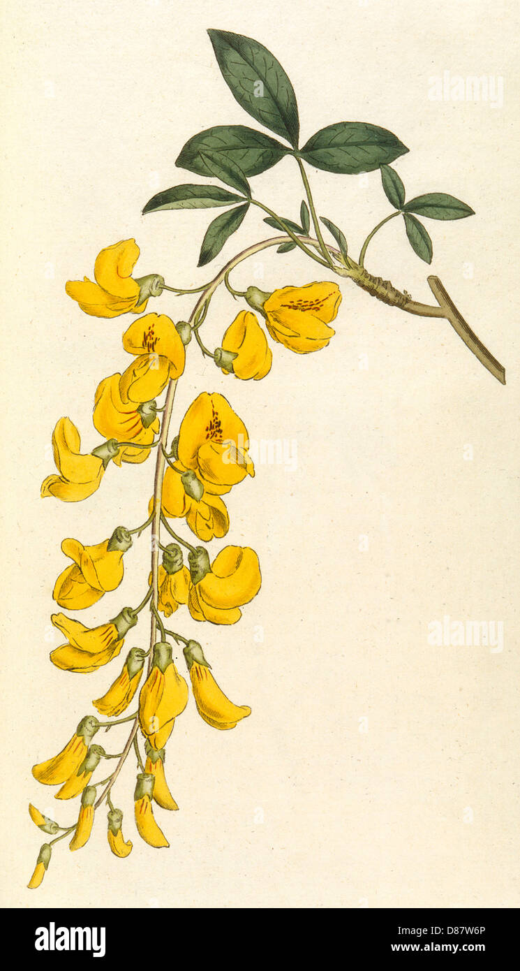 Plants - Cytisus Laburnum Stock Photo - Alamy