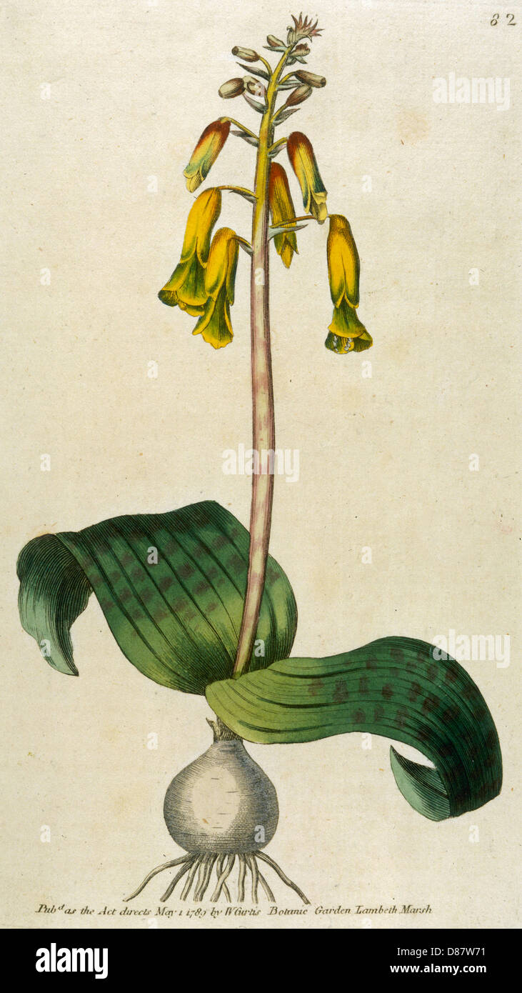 Lachenalia tricolor hi-res stock photography and images - Alamy