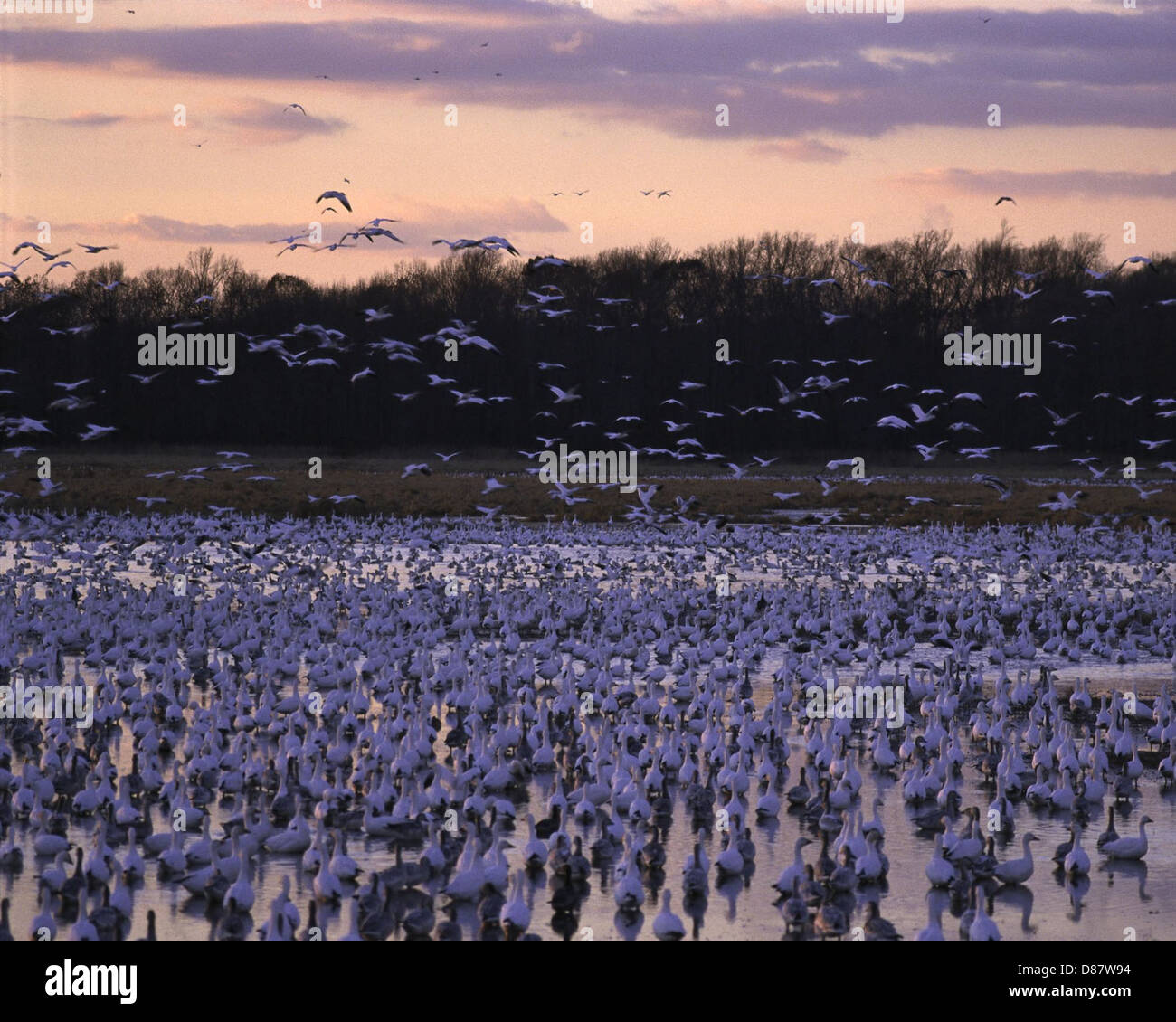 Bombay Hook NWR - birds Stock Photo - Alamy