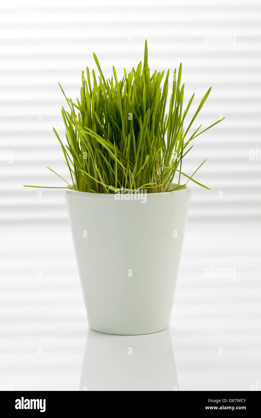 Cat grass in porcelain pot, close up Stock Photo - Alamy