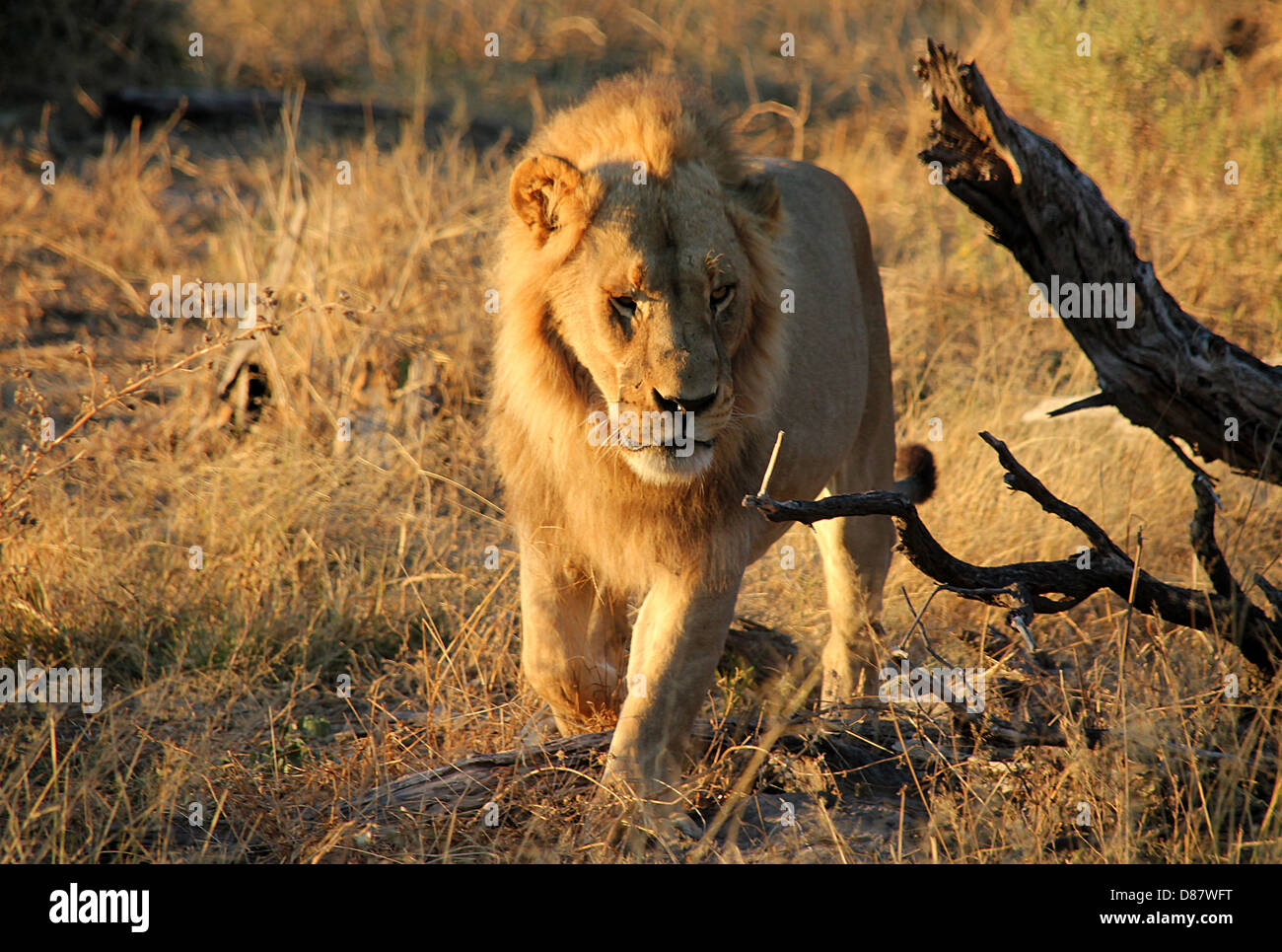 Male Lion Approaching, Khwai River, Botswana Stock Photo - Alamy