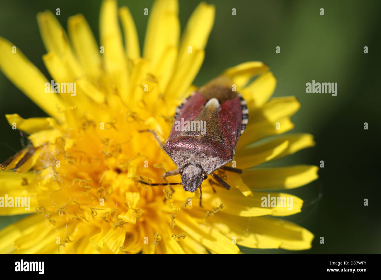 Bod hi-res stock photography and images - Alamy