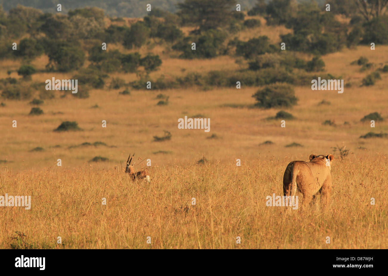 Lion hunt gazelle hi-res stock photography and images - Alamy