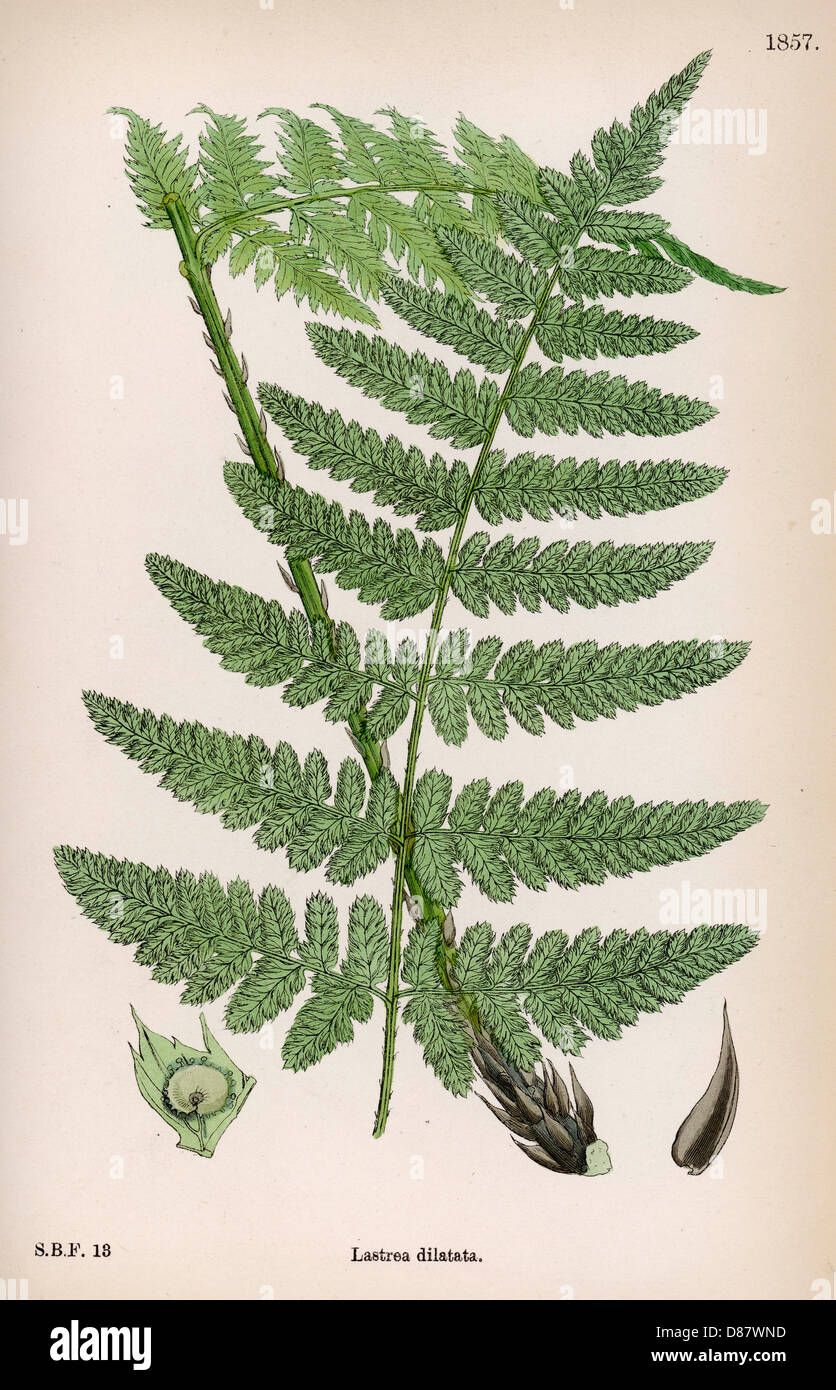 Broad buckler ferns hi-res stock photography and images - Alamy