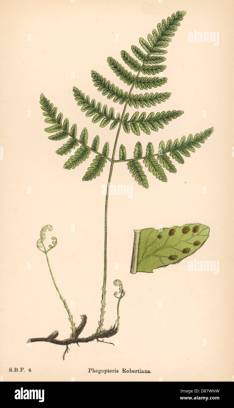 Gymnocarpium robertianum - Limestone Fern Stock Photo - Alamy