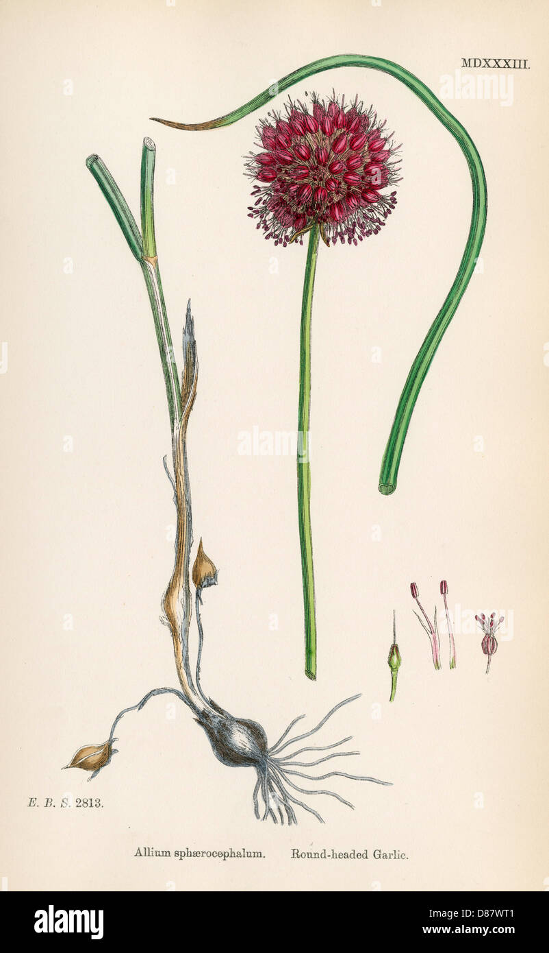 ALLIUM-ROUND HEAD GARLIC Stock Photo - Alamy