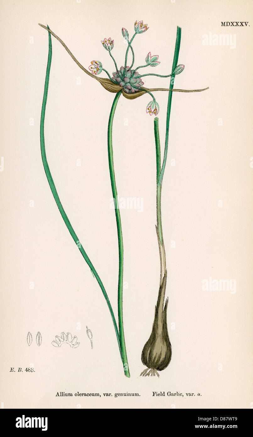 Allium oleraceum hi-res stock photography and images - Alamy