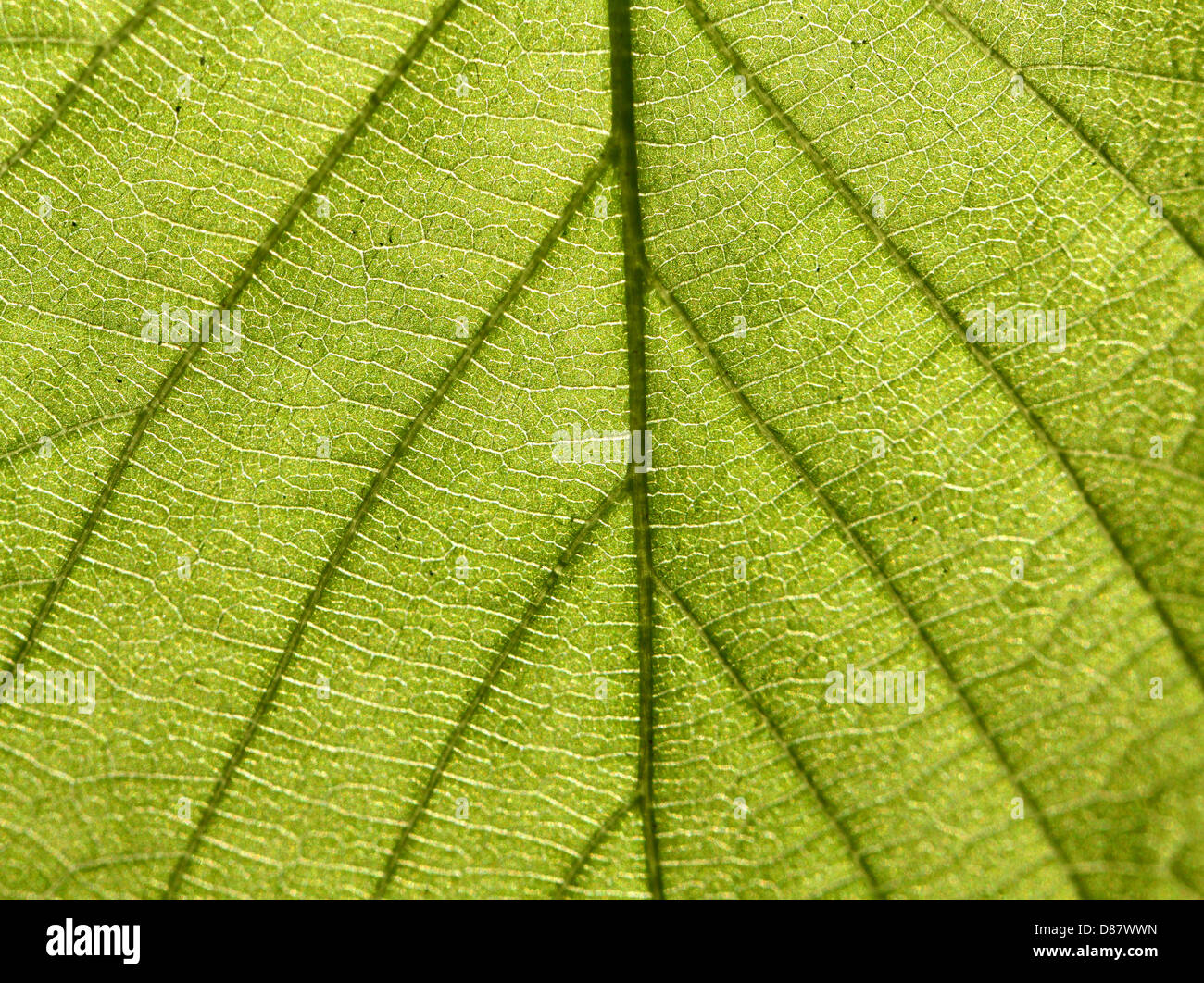 Texture of a green leaf Stock Photo - Alamy