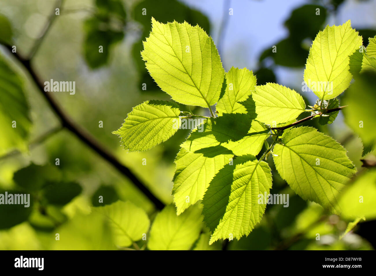 Leafy tree hi-res stock photography and images - Alamy