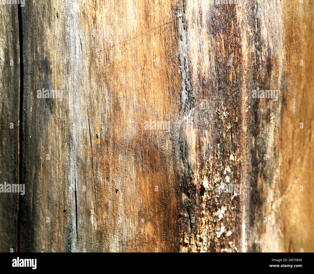 Dead tree trunk texture Stock Photo - Alamy