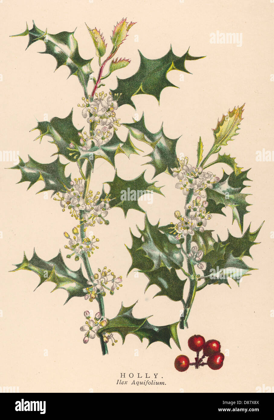 Plants ilex hi-res stock photography and images - Alamy
