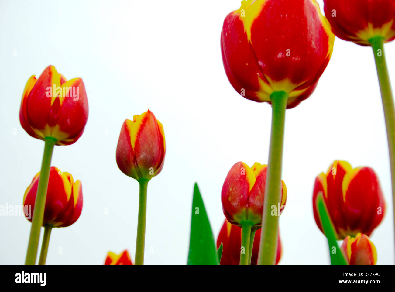 Tulips for export hi-res stock photography and images - Alamy