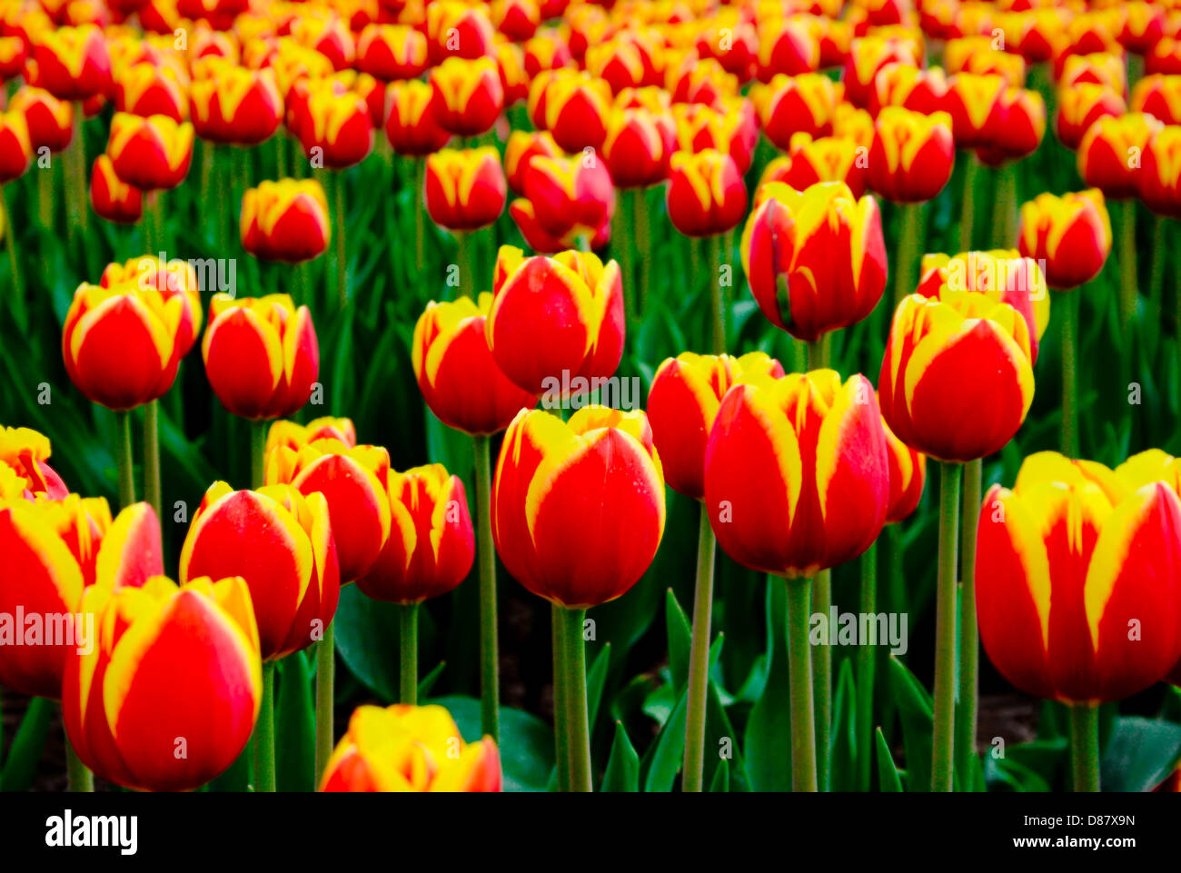 Tulips for export hi-res stock photography and images - Alamy