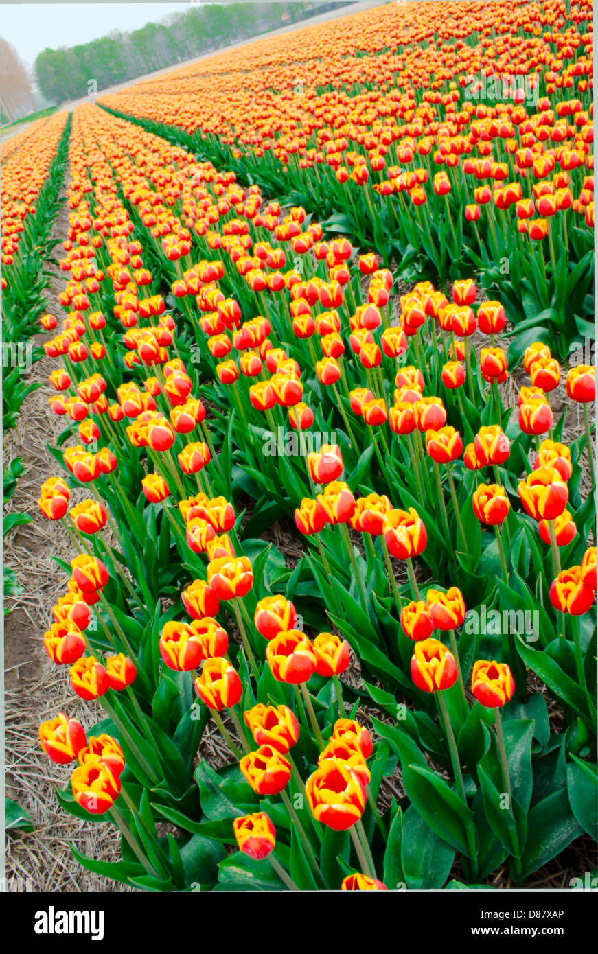 Tulips for export hi-res stock photography and images - Alamy