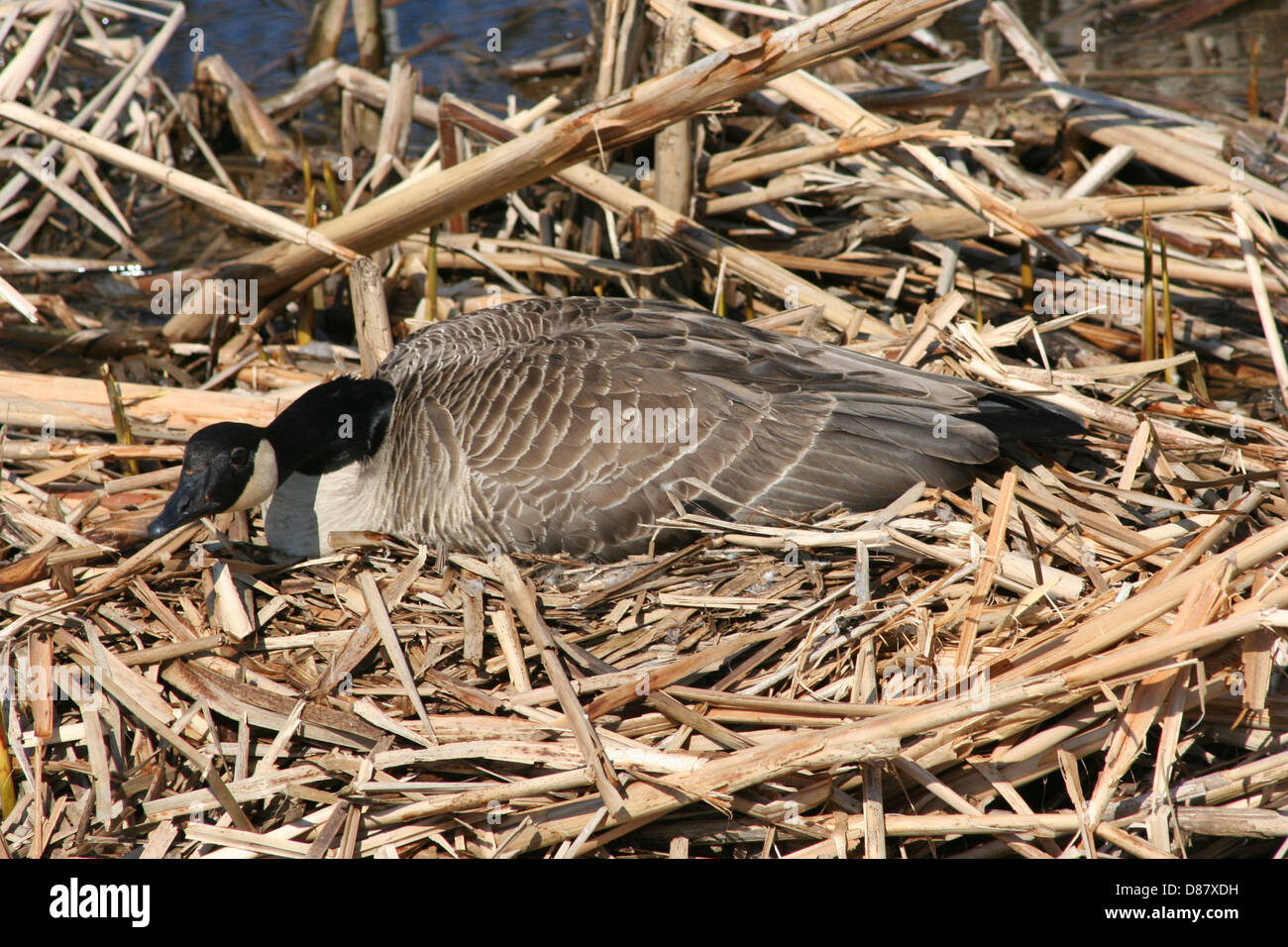 Canada Goose nesting 2 - Tifft Nature Preserve Stock Photo - Alamy
