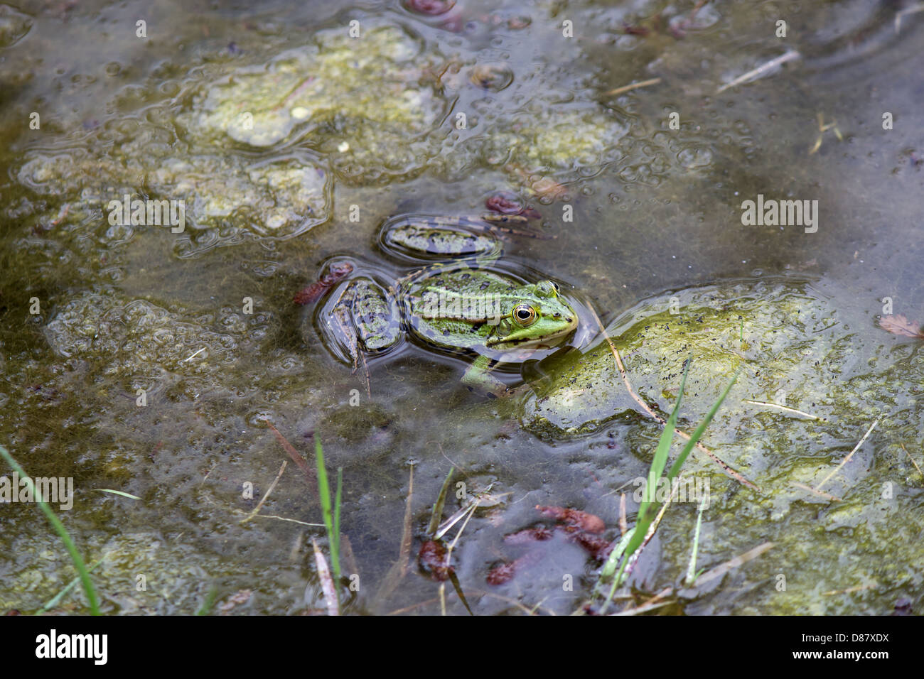 Green frog close up skin hi-res stock photography and images - Alamy