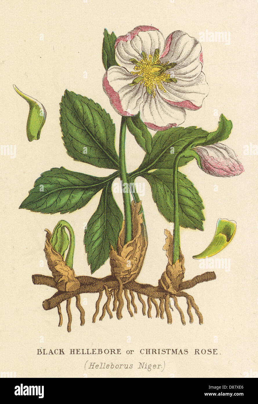 Black hellebore helleborus niger hi-res stock photography and images ...