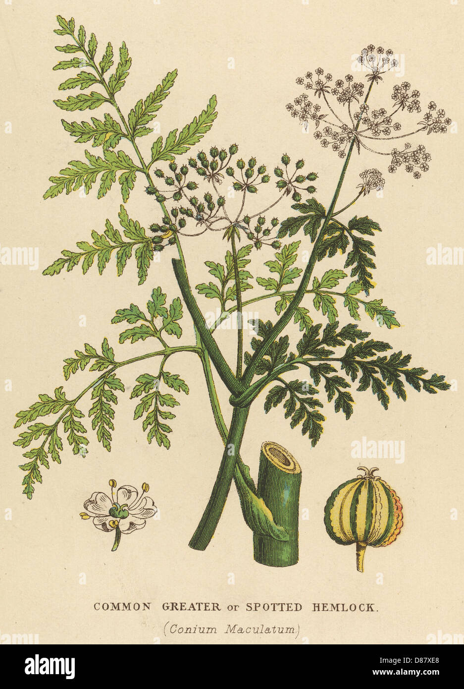 Plants conium hi-res stock photography and images - Alamy