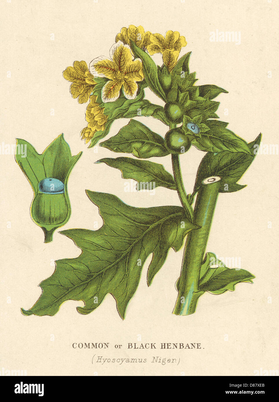 Black henbane hyoscyamus niger hi-res stock photography and images - Alamy