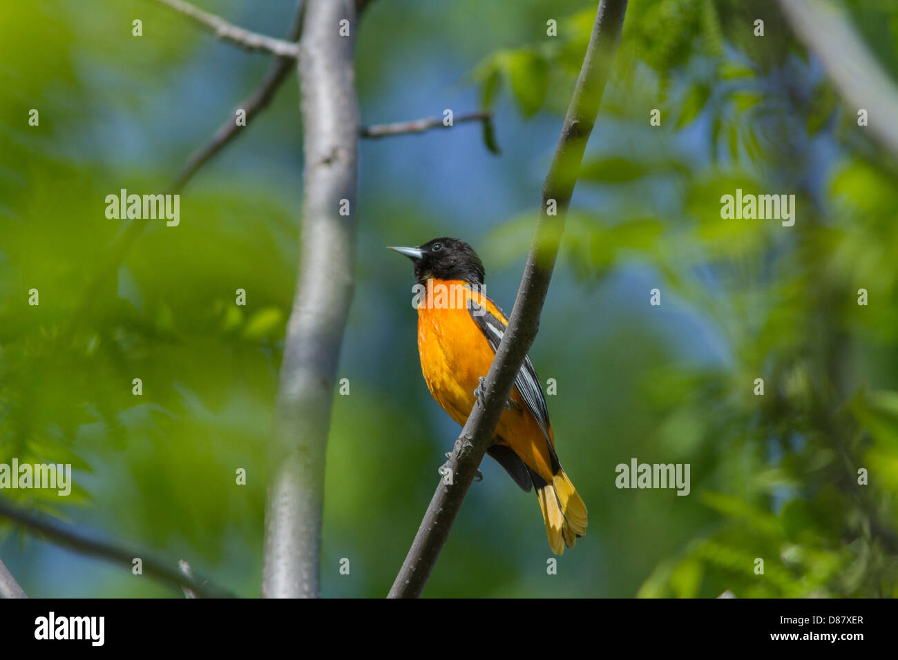 Baltimore Oriole male (Icterus galbula) bird in spring Stock Photo - Alamy