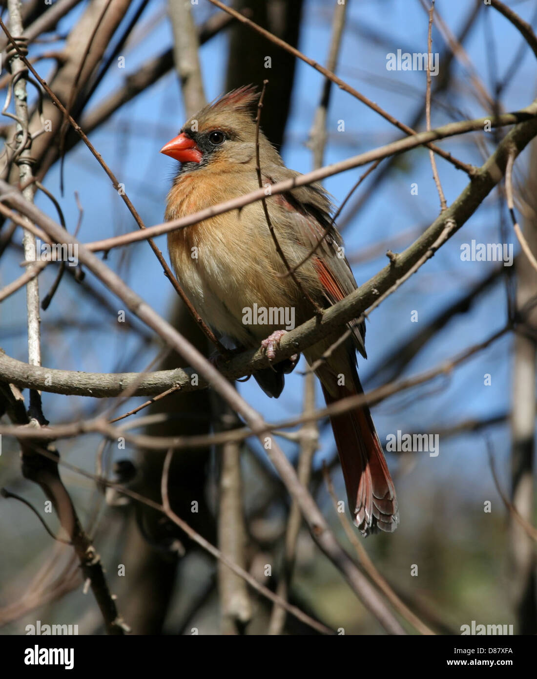 Cardinalis cardinalis - Pinckney Island Stock Photo - Alamy