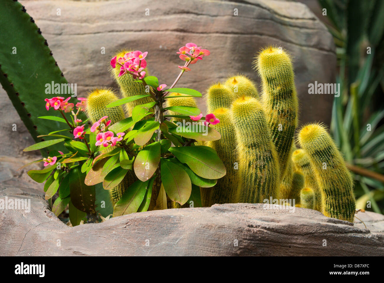 Cactus garden at the Franklin Park Conservatory in Columbus Ohio Stock ...