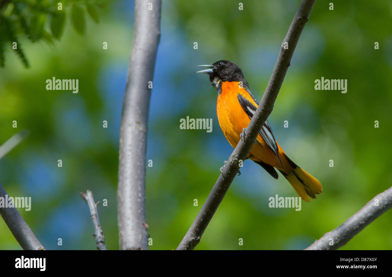 Baltimore Oriole male (Icterus galbula) bird singing in spring Stock ...
